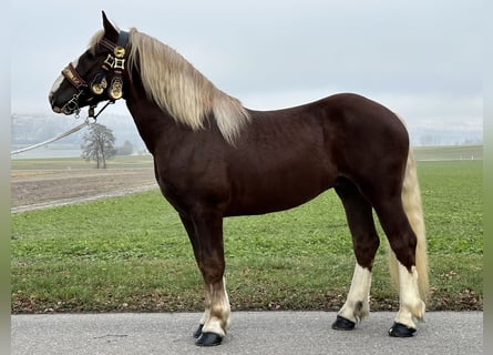 Süddeutsches Kaltblut kaufen und verkaufen | Pferdemarkt ehorses.de