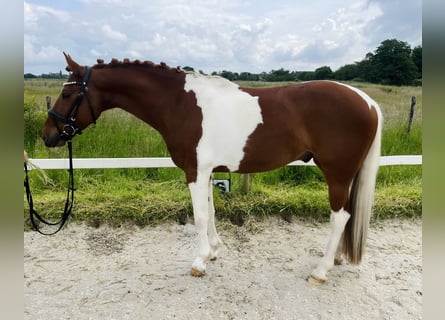 Ponys kaufen und verkaufen | ehorses