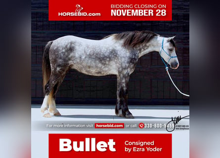 Welsh-d for sale | ehorses.com