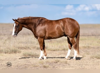 American Quarter horses for sale | ehorses.com