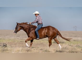 American Quarter horses for sale | ehorses.com