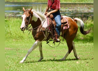 Tobiano Horses for sale | ehorses.com