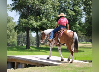 Tobiano Horses for sale | ehorses.com