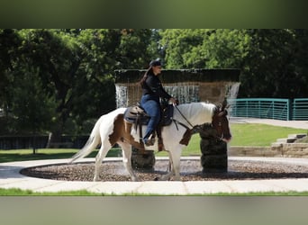 Tobiano Horses for sale | ehorses.com