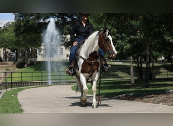 Tobiano Horses for sale | ehorses.com