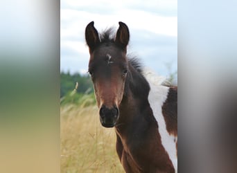 Standardbreds for sale | ehorses.com