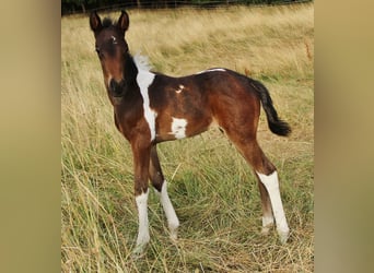 Standardbreds for sale | ehorses.com