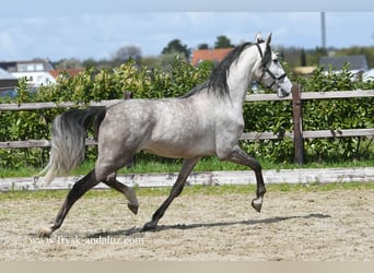Andalusier Paarden te koop | ehorses.nl