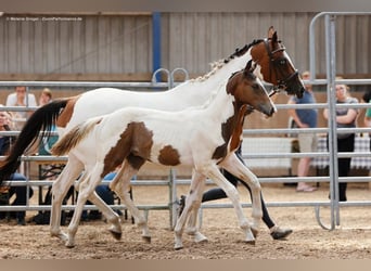 Anglo-arabier kopen en verkopen | ehorses.nl