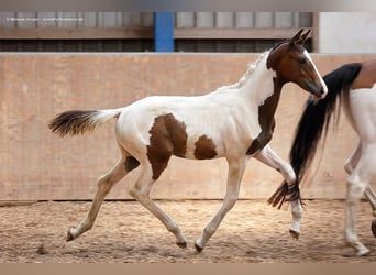 Anglo-arabier kopen en verkopen | ehorses.nl