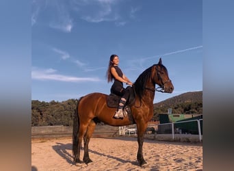 Arabo-fries kopen en verkopen | ehorses.nl