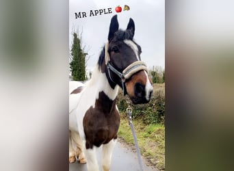 Springpferde kaufen und verkaufen | ehorses