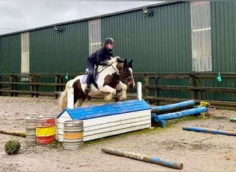 Springpferde kaufen und verkaufen | ehorses