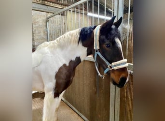 Springpferde kaufen und verkaufen | ehorses