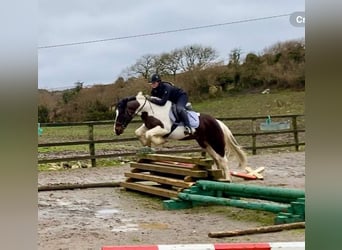 Springpferde kaufen und verkaufen | ehorses