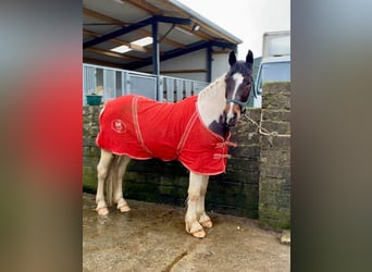 Springpferde kaufen und verkaufen | ehorses