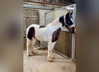 Springpferde kaufen und verkaufen | ehorses