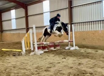 Springpferde kaufen und verkaufen | ehorses