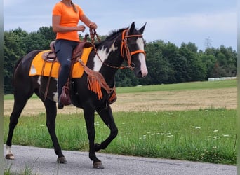 Criollo Horses for sale | ehorses.com