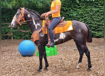 Criollo Horses for sale | ehorses.com