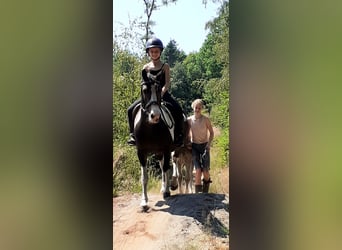 Curly Horses for sale | ehorses.com