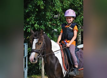 Curly Horses for sale | ehorses.com