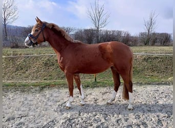 Ponys kaufen und verkaufen | ehorses