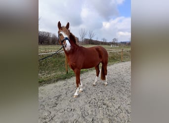 Ponys kaufen und verkaufen | ehorses