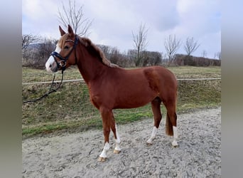 Ponys kaufen und verkaufen | ehorses