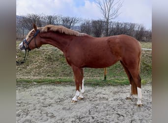 Ponys kaufen und verkaufen | ehorses