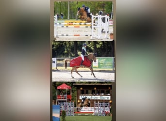 Springpferde kaufen und verkaufen | ehorses