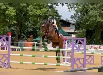 Springpferde kaufen und verkaufen | ehorses