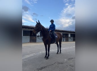 Franse Draver te koop | ehorses.nl