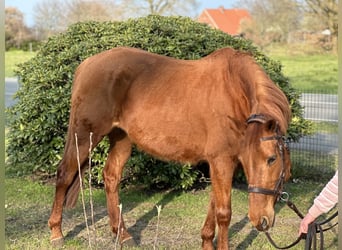 Franse-draver kopen en verkopen | ehorses.nl
