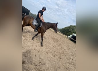 Franse-draver kopen en verkopen | ehorses.nl