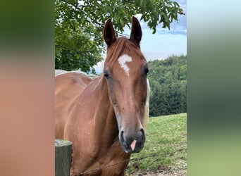 Franse Draver te koop | ehorses.nl