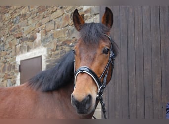 Franse-draver kopen en verkopen | ehorses.nl