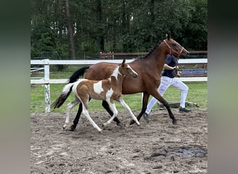 German Riding Ponies for sale | ehorses.com