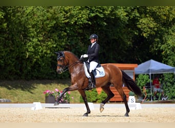 German Sport Horses for sale | ehorses.com