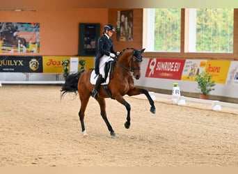 German Sport Horses for sale | ehorses.com