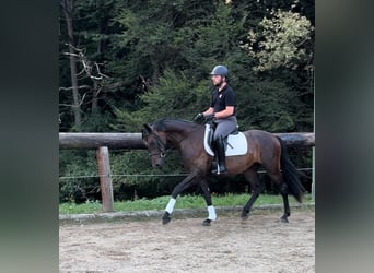 German Sport Horses for sale | ehorses.com