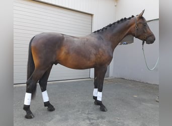 German Sport Horses for sale | ehorses.com