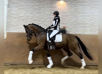 German-sport-horse for sale | ehorses.co.uk