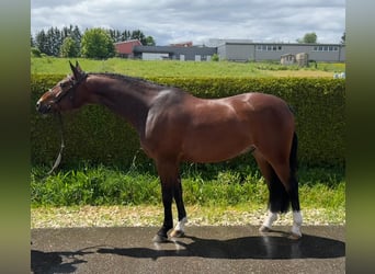 German Sport Horses for sale | ehorses.com