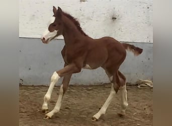 German Sport Horses for sale | ehorses.com