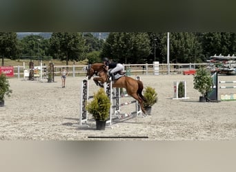 German Sport Horses for sale | ehorses.com