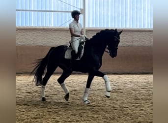 German-sport-horse for sale | ehorses.co.uk