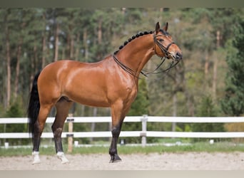 Bai-clair achat et vente | ehorses.fr