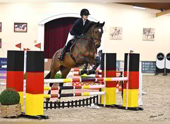 Holsteiner Showjumpers for sale | ehorses.com