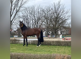 Springpferde kaufen und verkaufen | ehorses